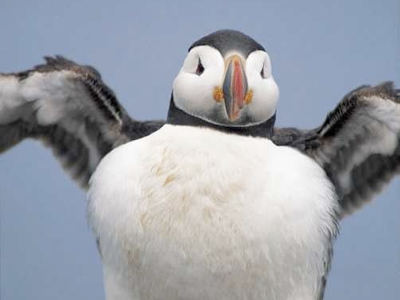 Puffin Piano Studio | Music learning at its best!
